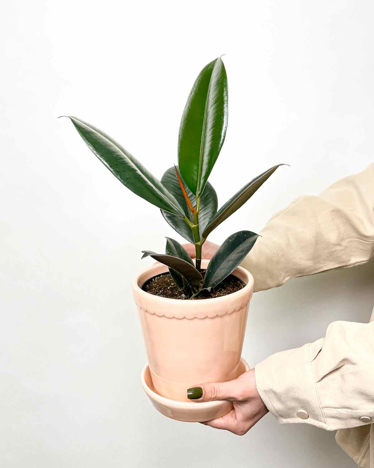 Ficus Elastica 'Abidjan' (M) - Giungla Piante