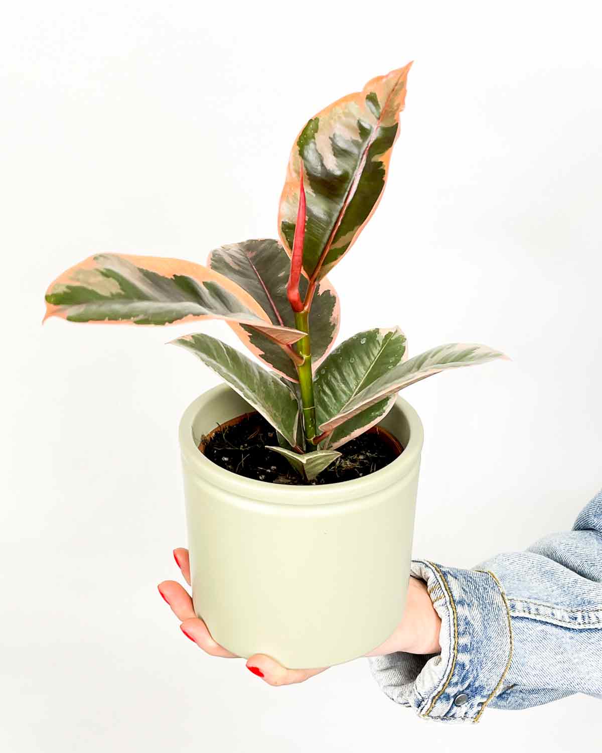 Ficus Elastica ‘Belize’ (M) - Giungla Piante