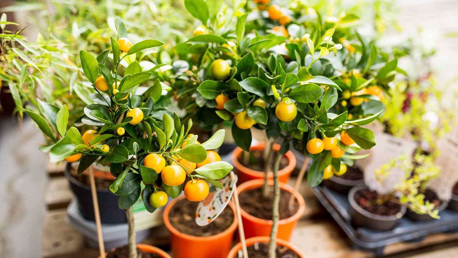 Come prendersi cura della pianta di limone e degli altri agrumi - Giungla Piante