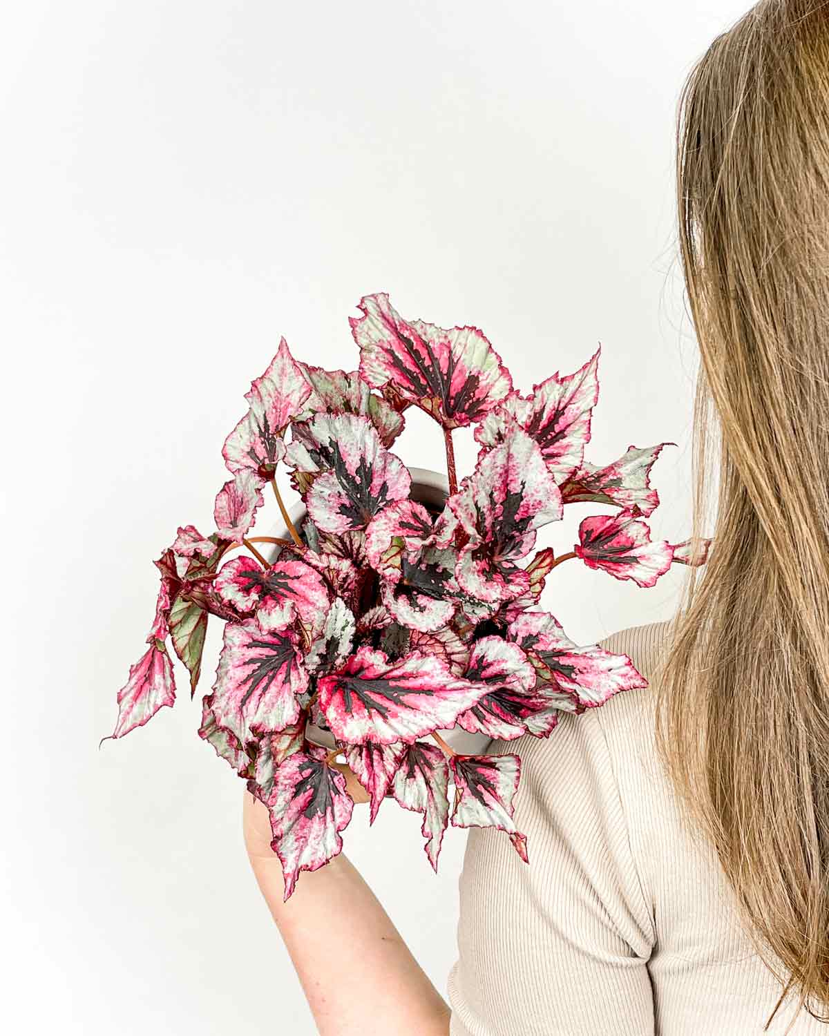 Begonia 'Beleaf Evening Glow' (M) - Giungla Piante