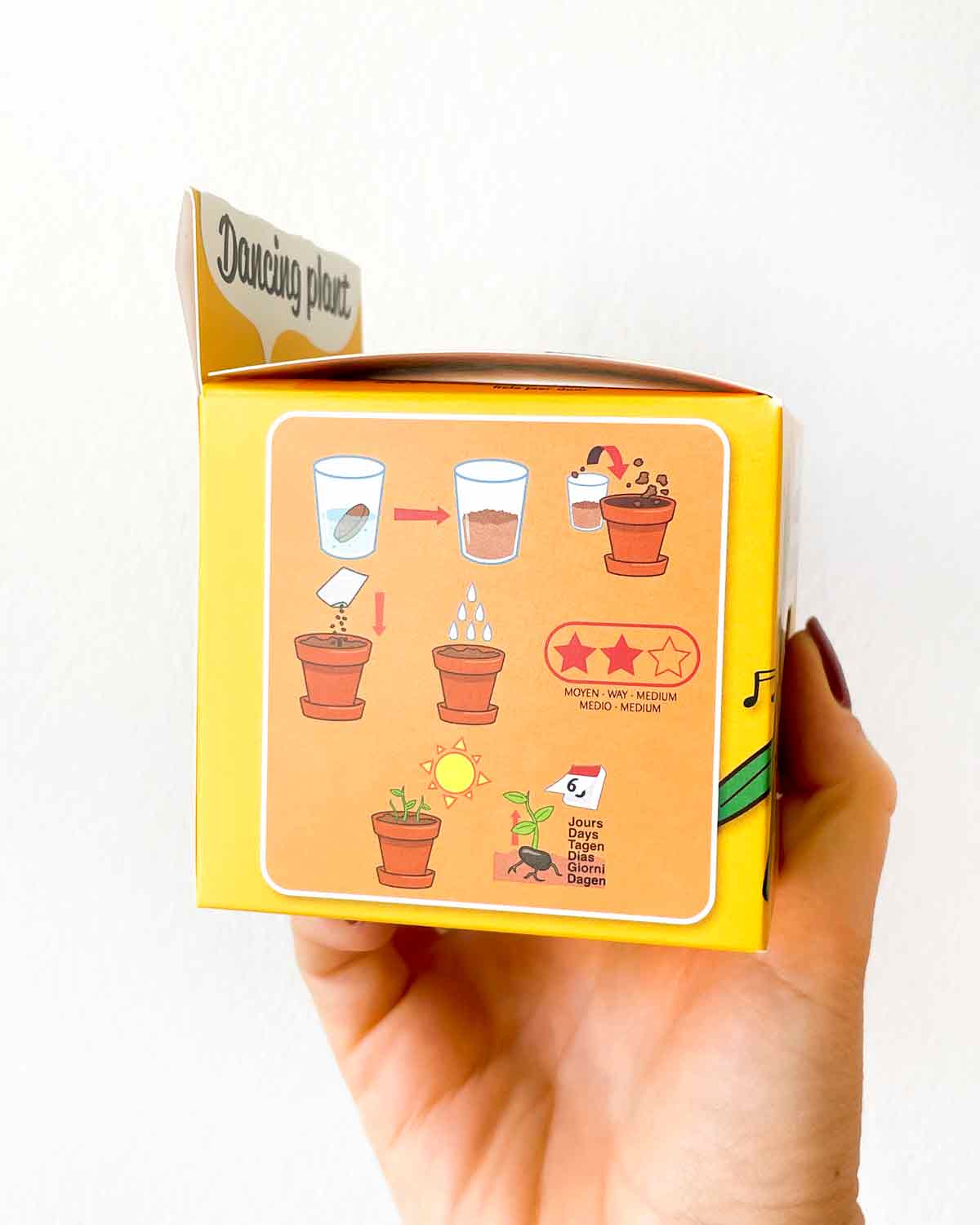 Set per la coltivazione della pianta danzante (dancing plant) - Giungla ...