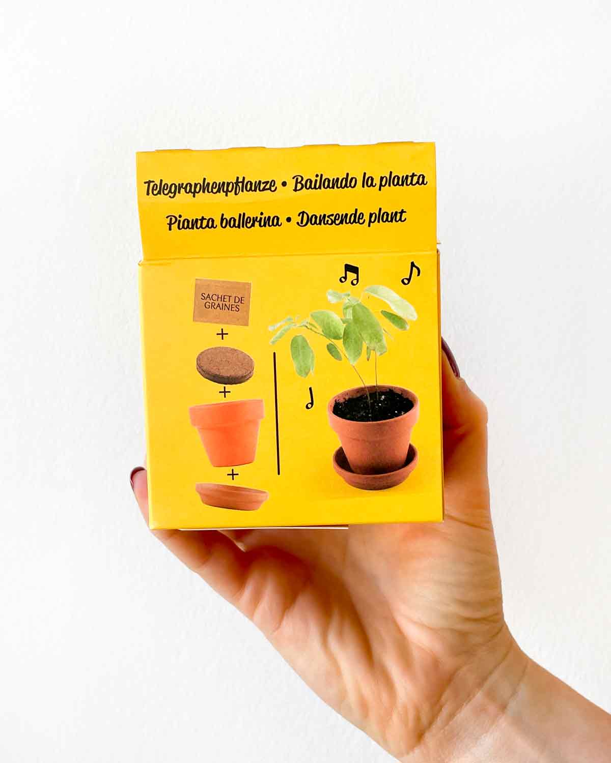 Set per la coltivazione della pianta danzante (dancing plant) - Giungla ...