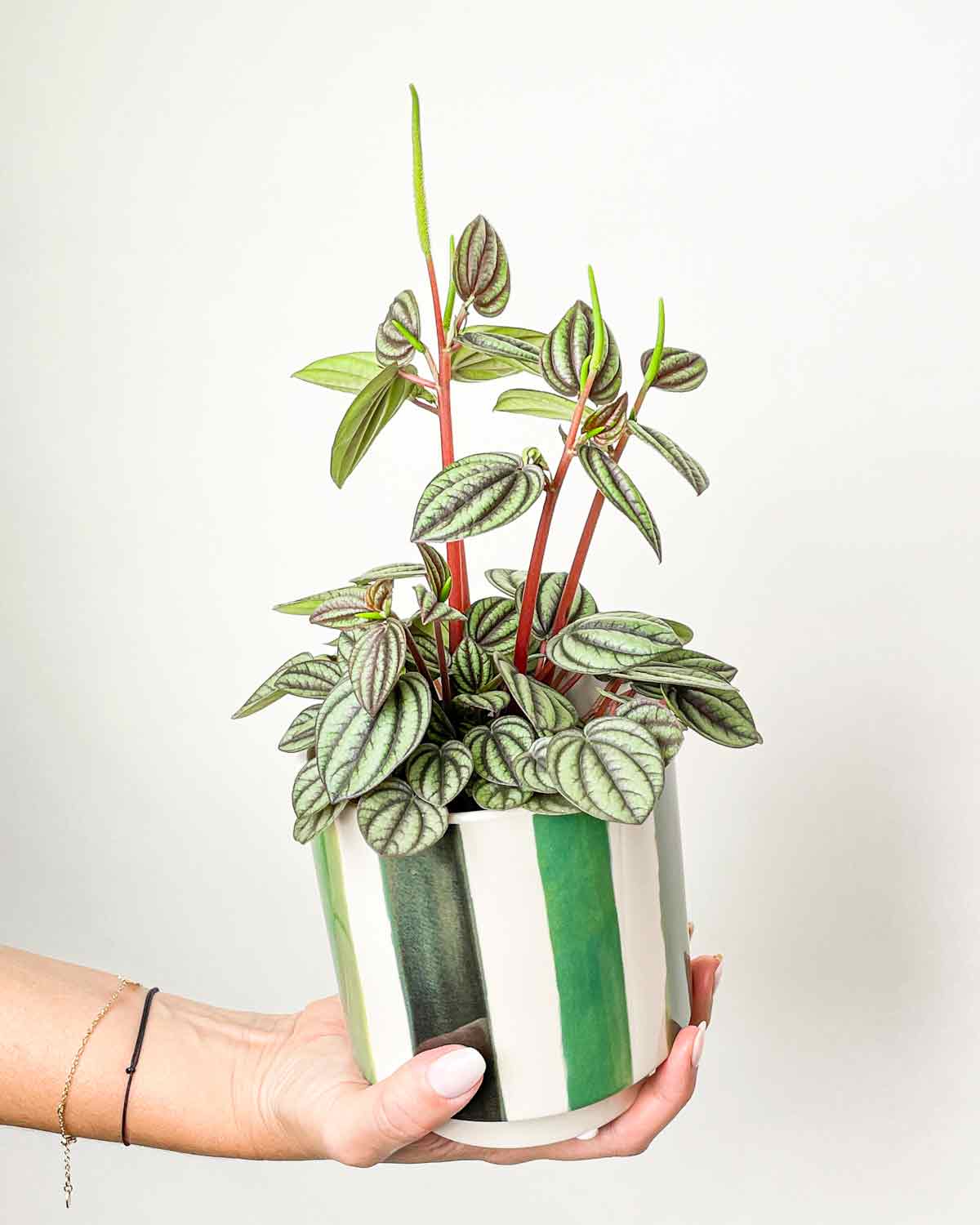 Peperomia albovittata 'Piccolo Banda' (M) - Giungla Piante