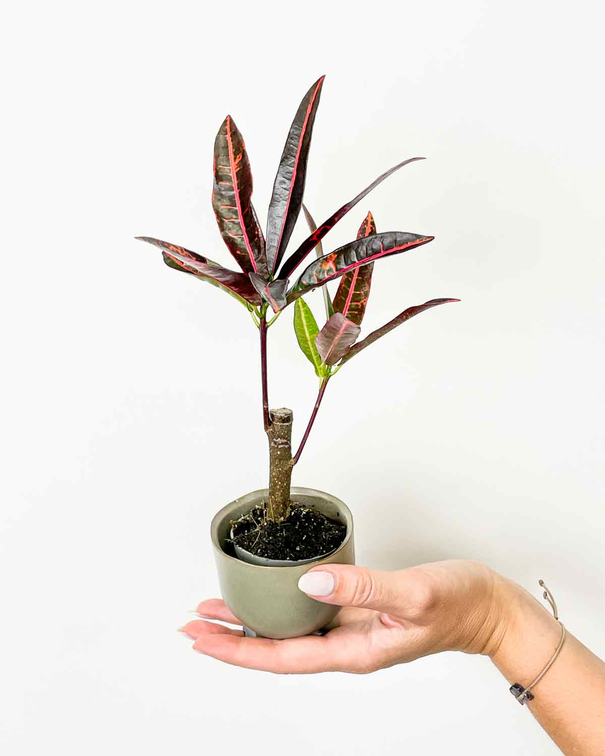 Kroton Codiaeum variegatum 'Magnificent' (M) - Giungla Piante