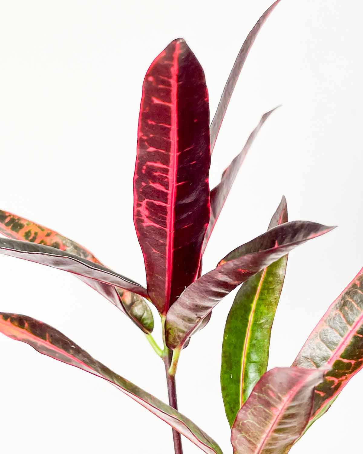 Kroton Codiaeum variegatum 'Magnificent' (M) - Giungla Piante