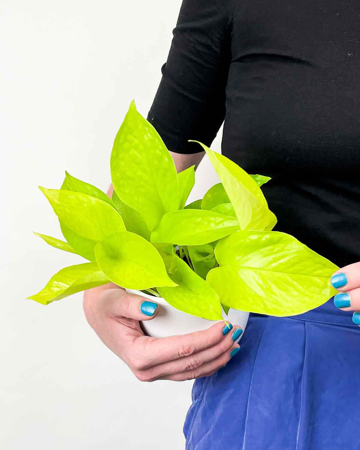 Epipremnum 'Neon pothos' (M) - Giungla Piante