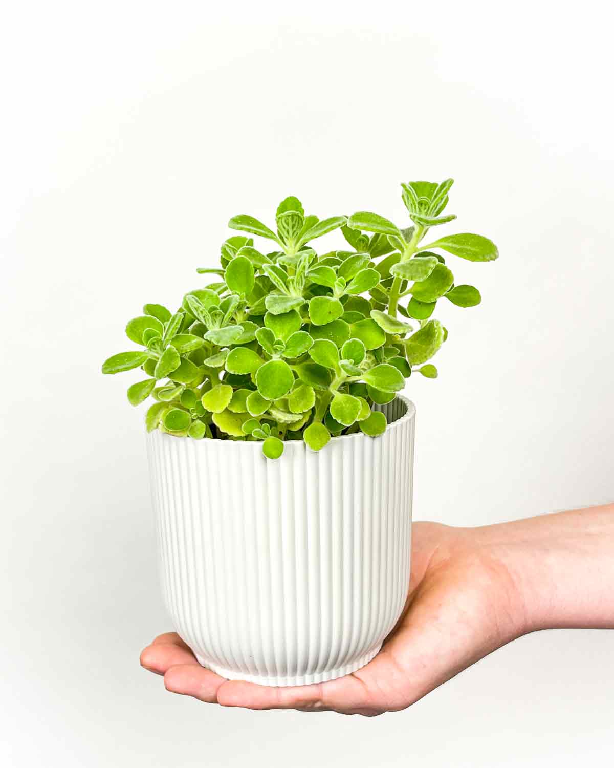 Origano cubano Plectranthus amboinicus (S) - Giungla Piante