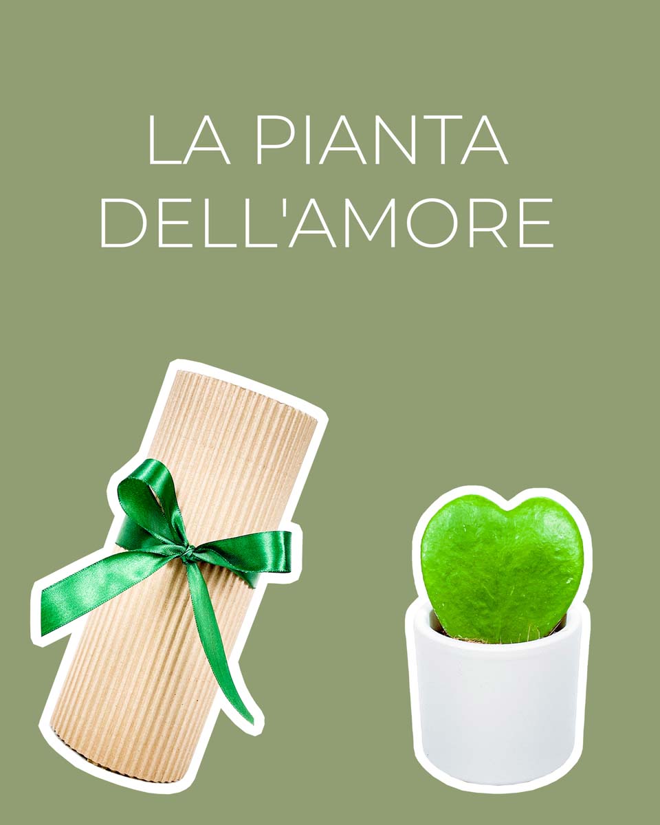 Idea regalo - La pianta dell'amore (Hoya) - Giungla Piante
