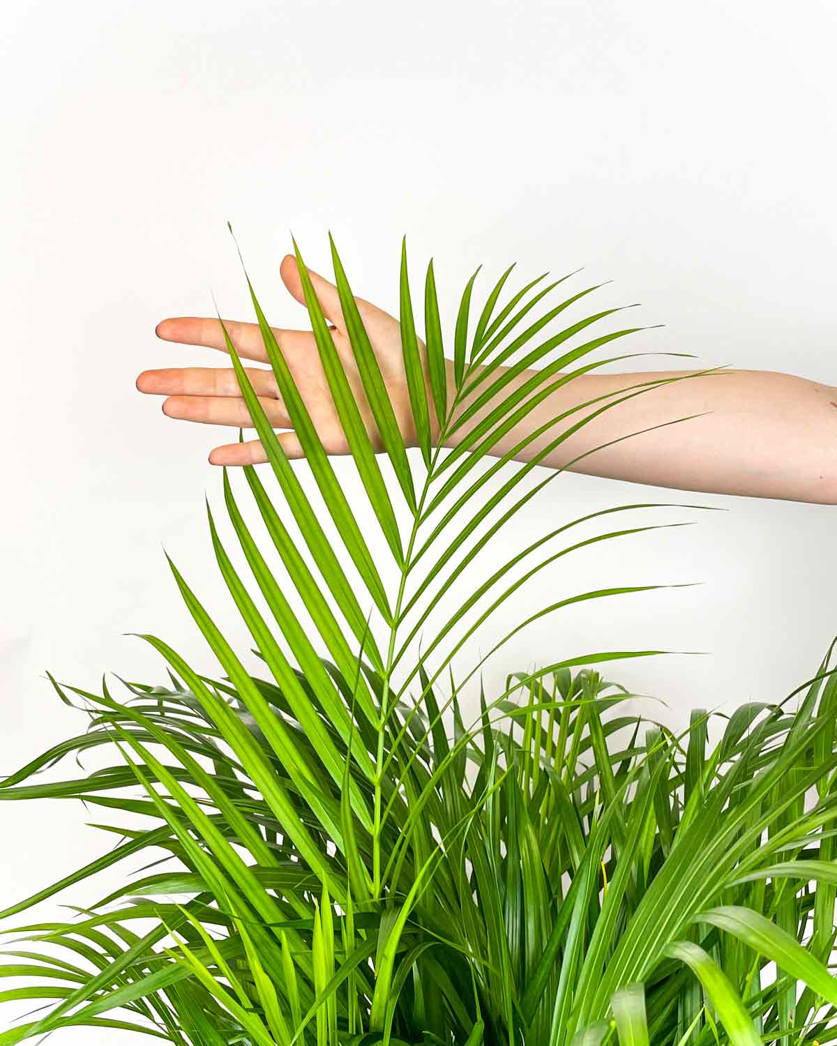 Dypsis lutescens - Areca (XL) - Giungla Piante