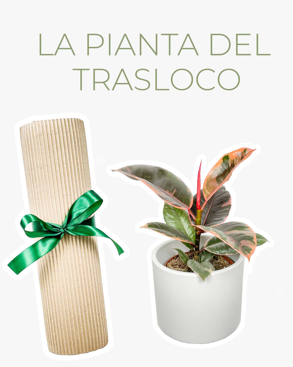 Idea regalo - La pianta del trasloco (Ficus Belize) - Giungla Piante