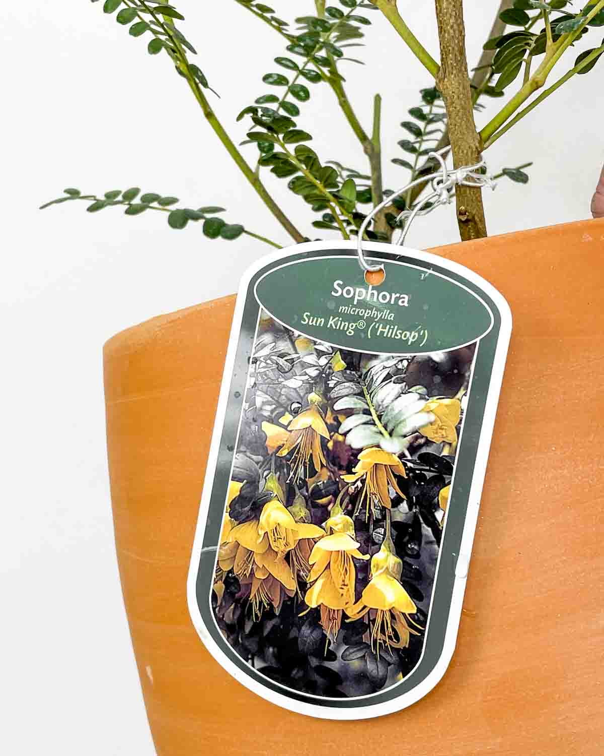 Sofora (Sophora microphylla ‘Sun king’) (L) - Giungla Piante