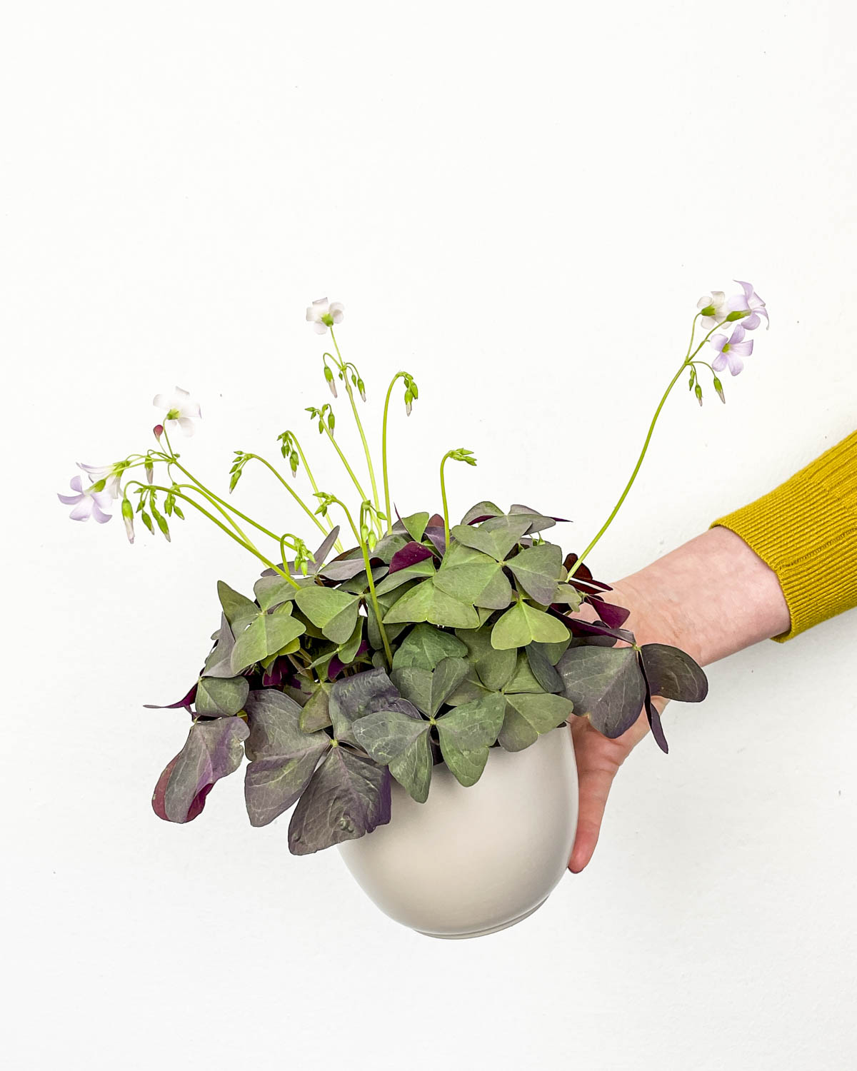 Oxalis triangularis "Sanne" (S) - Giungla Piante