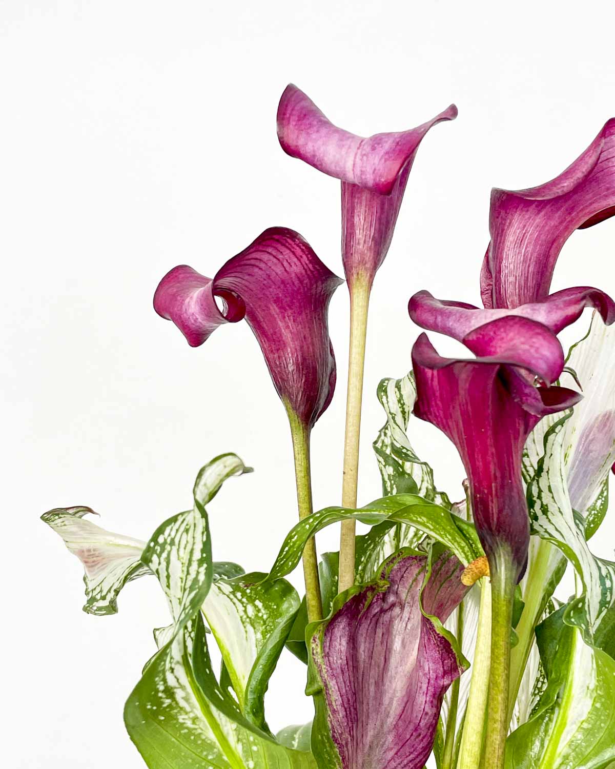 Zantedeschia 'Frozen Queen' - Calla (M) - Giungla Piante