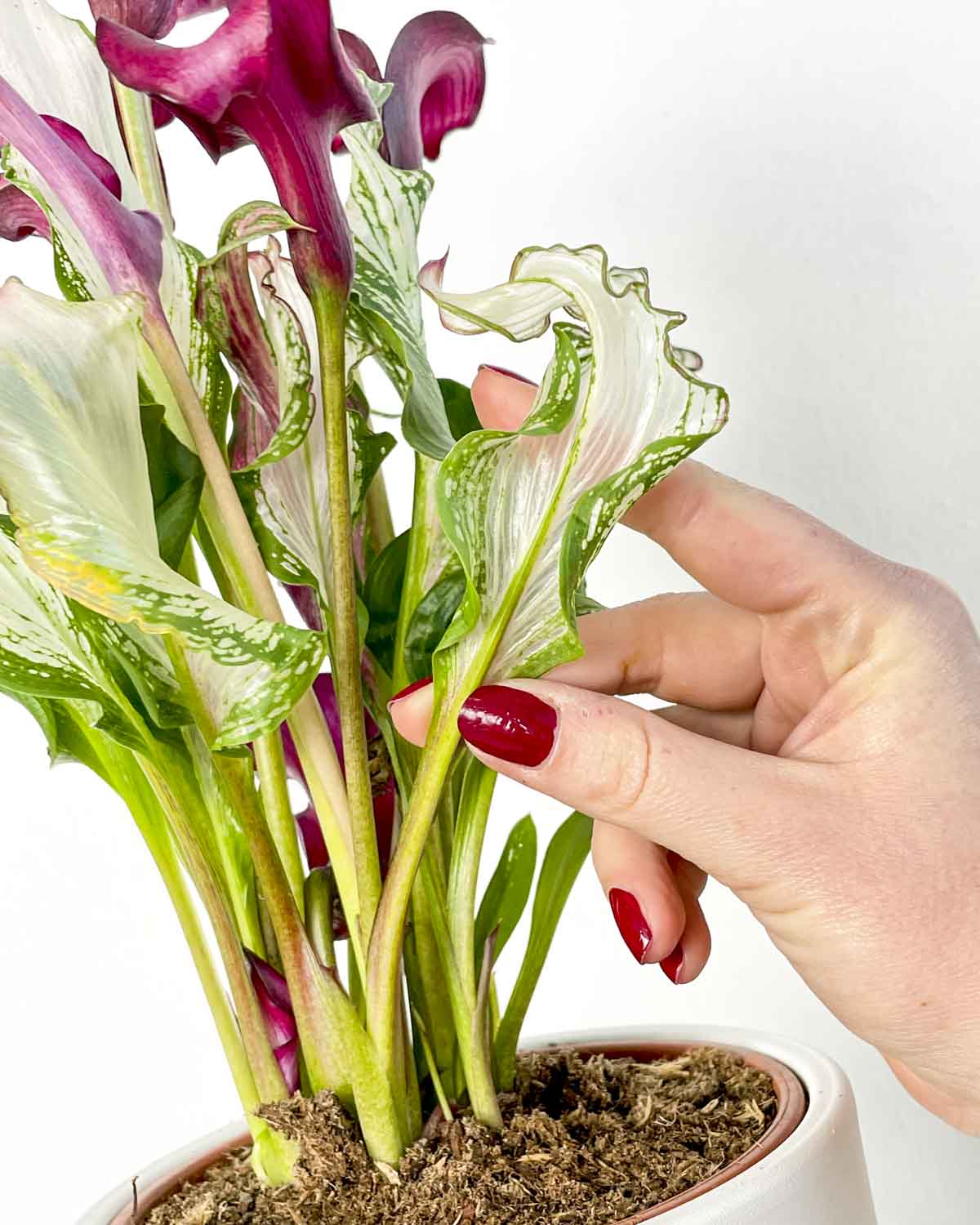 Zantedeschia 'Frozen Queen' - Calla (M) - Giungla Piante