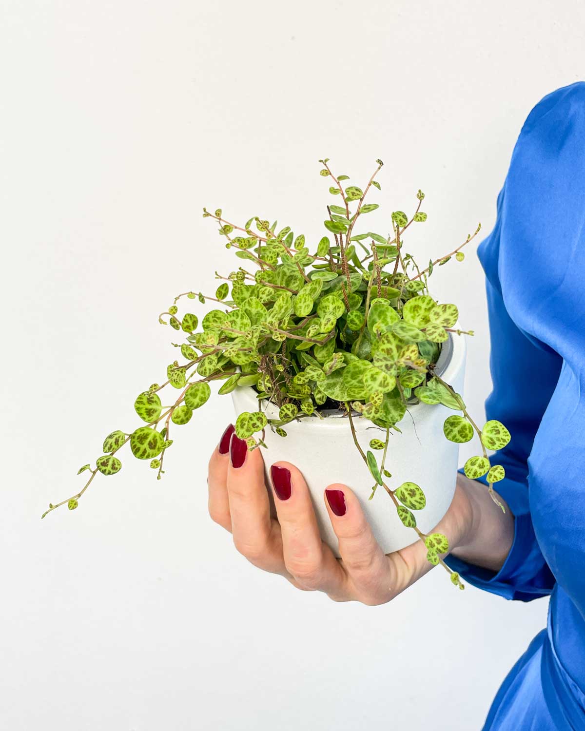 String of hearts 'variegata'(Ceropegia woodii)(S) - Giungla Piante