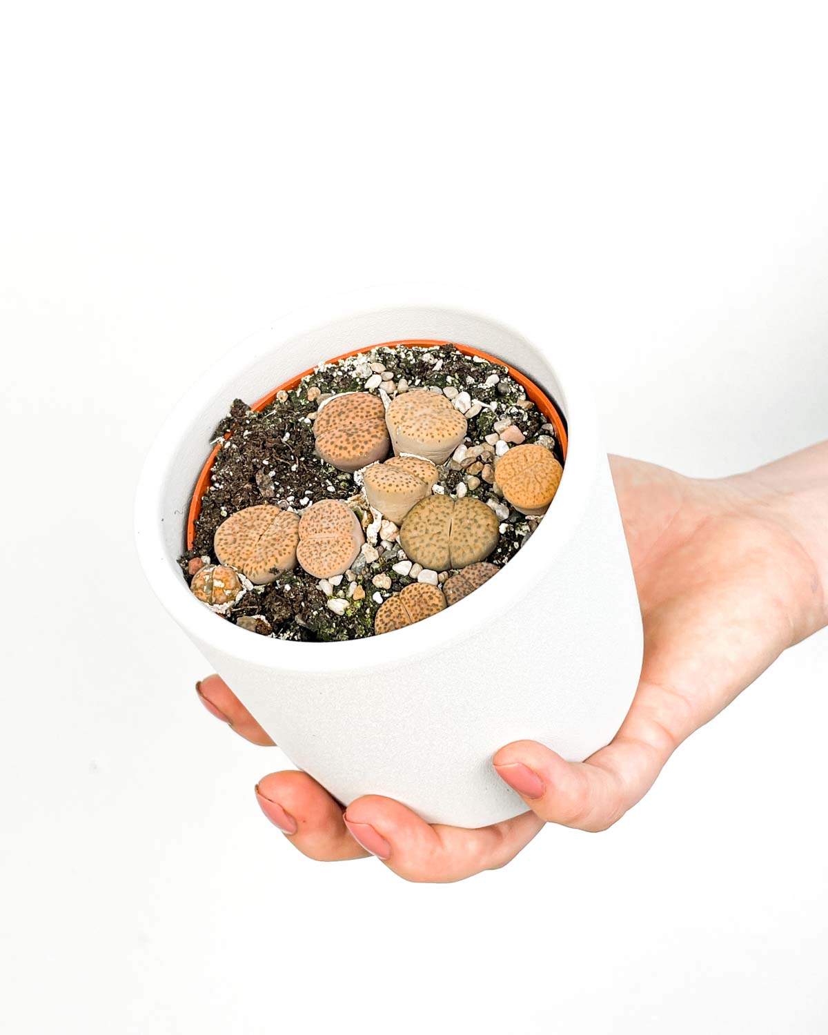 Pianta sasso "Lithops" (S) - Giungla Piante