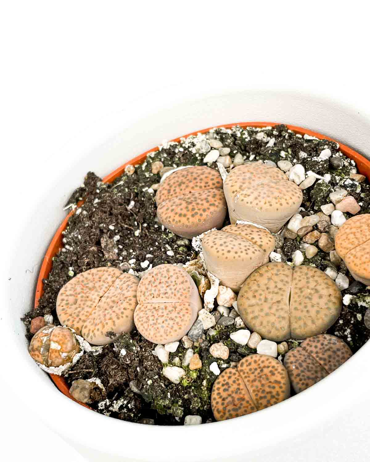 Pianta sasso "Lithops" (S) - Giungla Piante