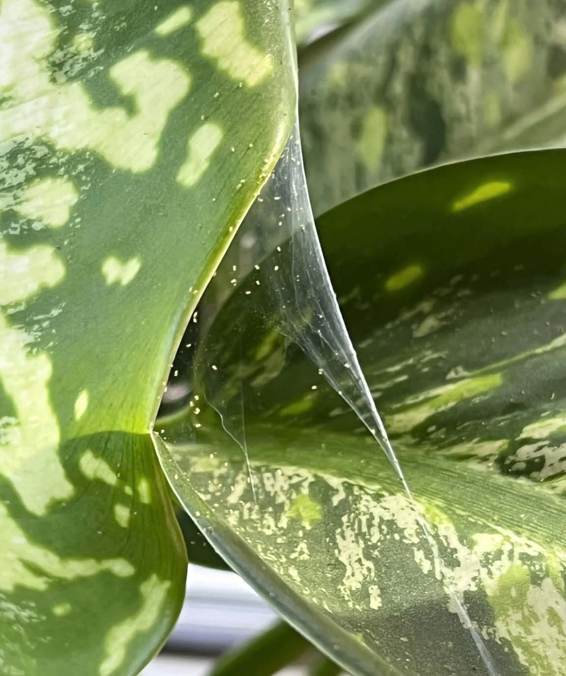 Tripidi e acari: cosa sono e come liberarsene - Giungla Piante