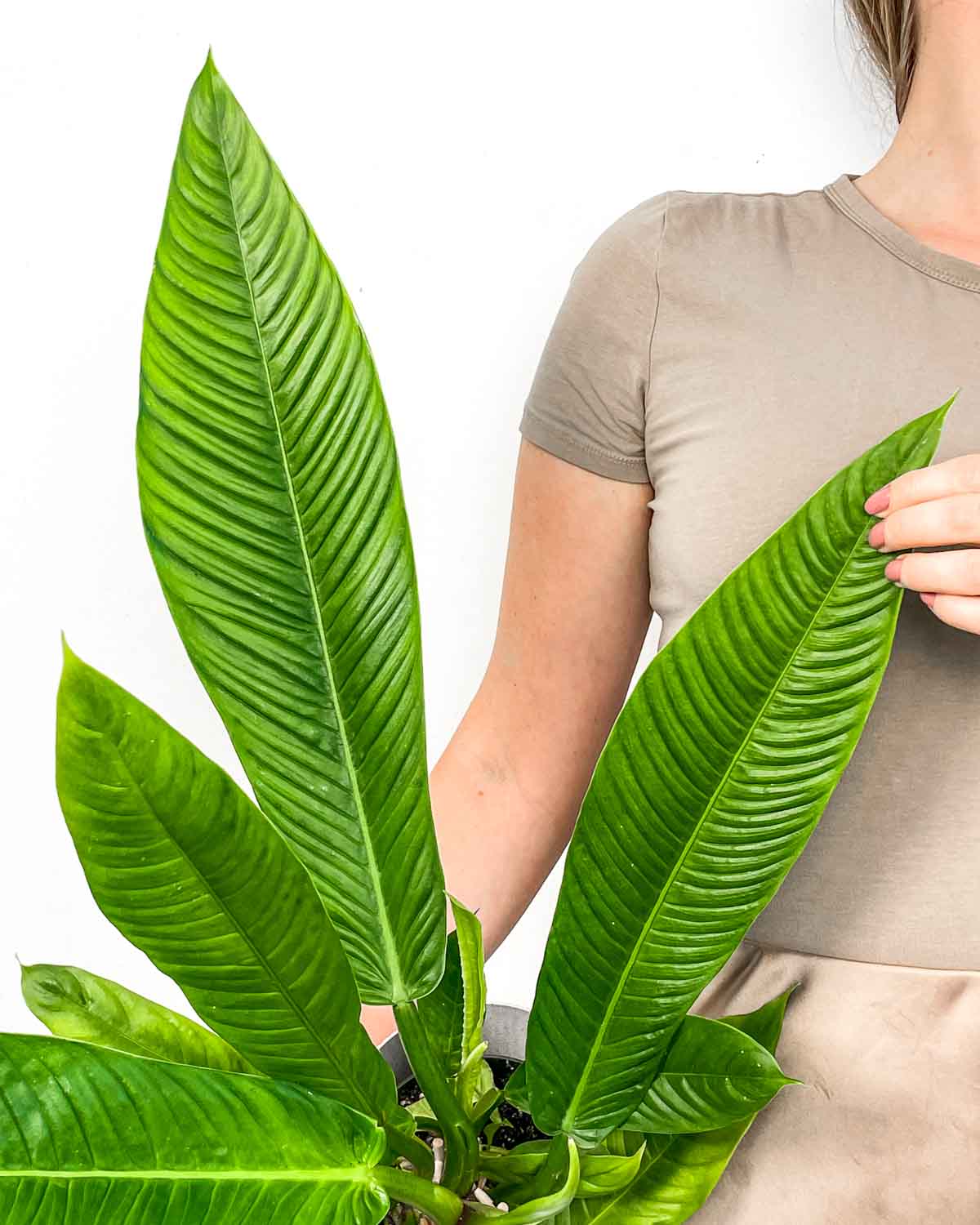 Philodendron campii 'Lynette' (L) - Giungla Piante